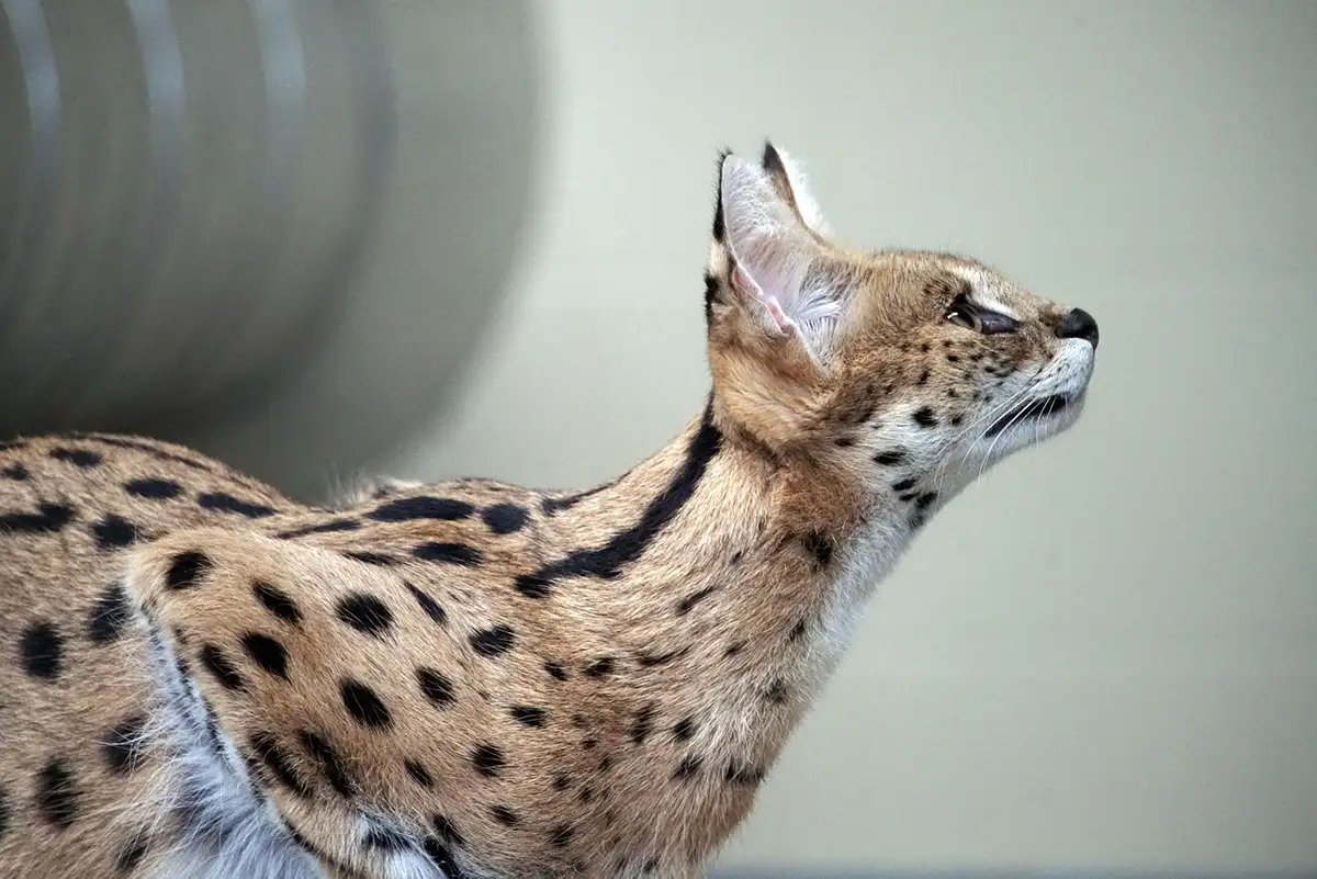 Serval – Verhalten, Haltung, Größe & Infos zur Wildkatze