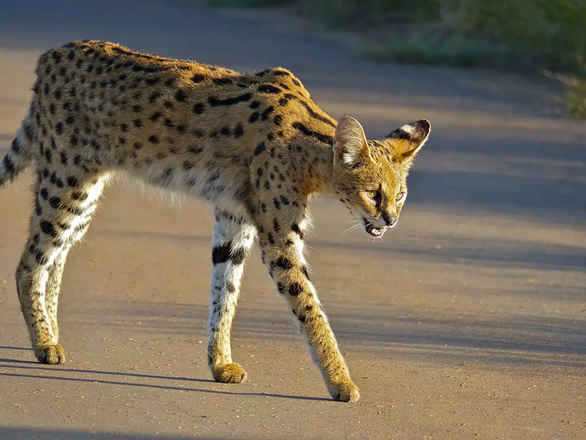 Serval – Verhalten, Haltung, Größe & Infos zur Wildkatze