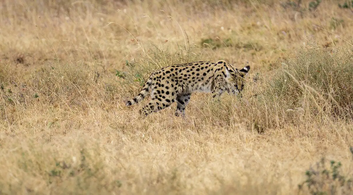 Serval – Verhalten, Haltung, Größe & Infos zur Wildkatze